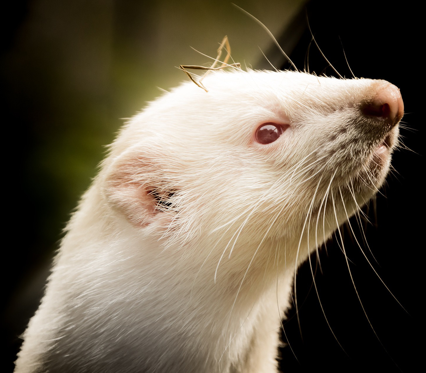 Frettchen: Alle wichtigen Infos und Details - Haustier Haltung