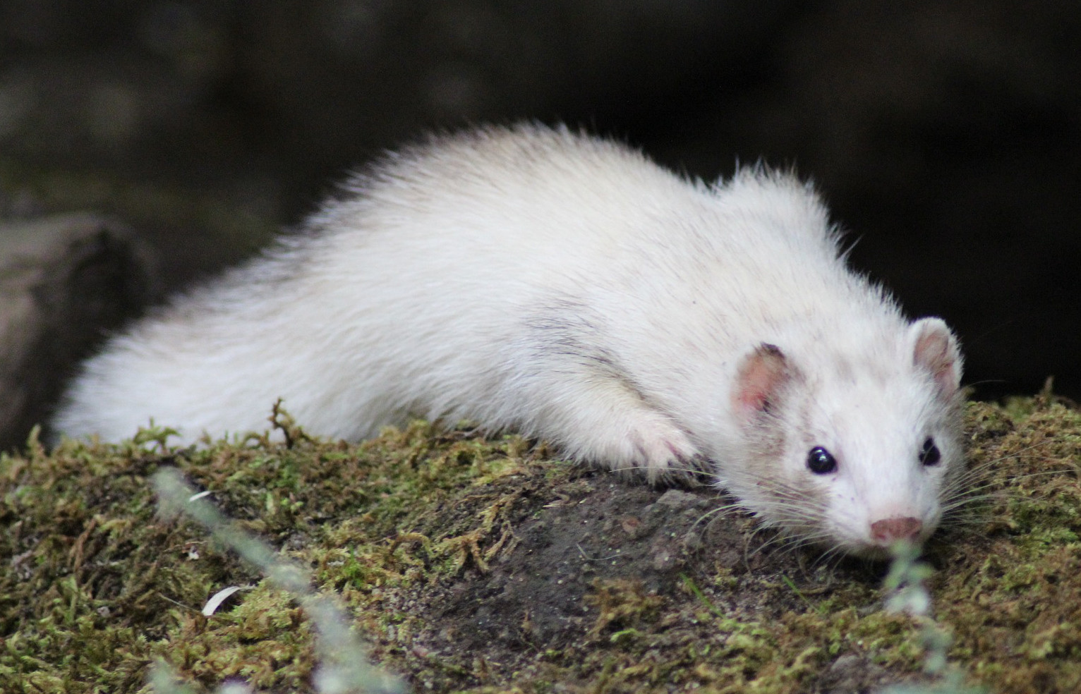 Frettchen - Artgerechte Haustiere Haltung