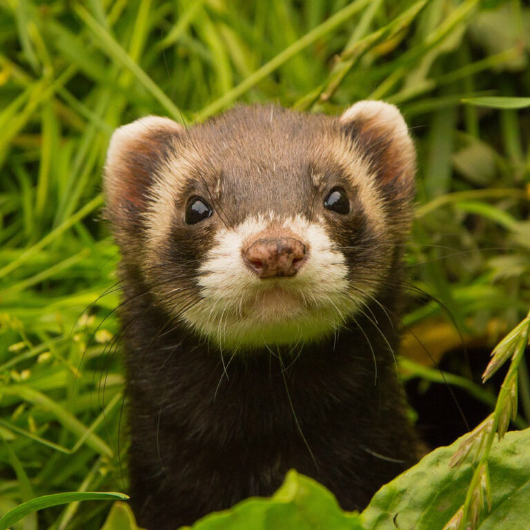 Frettchen - Artgerechte Haustiere Haltung