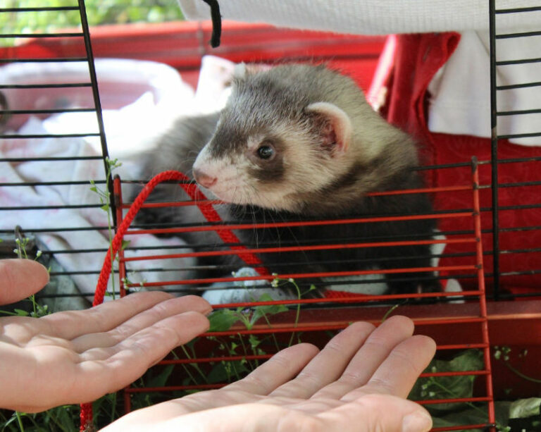 Frettchen Haltung